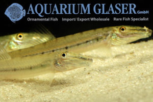 Acantopsis rungthipae - Aquarium Glaser GmbH