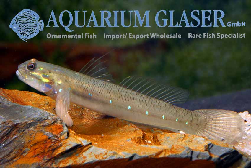 Acentrogobius globiceps - Aquarium Glaser GmbH