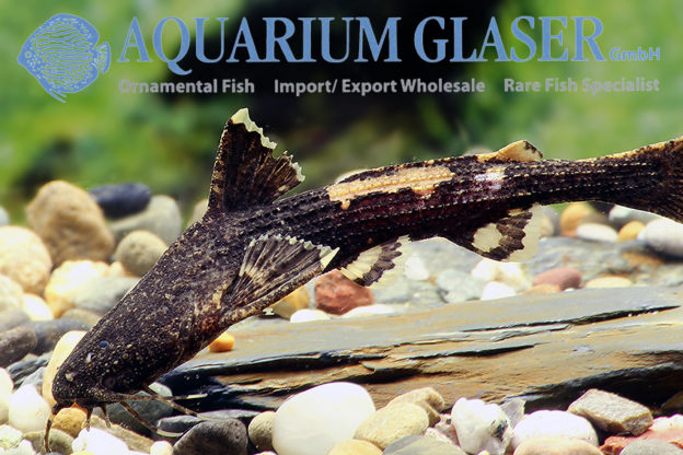 Acrochordonichthys rugosus - Aquarium Glaser GmbH
