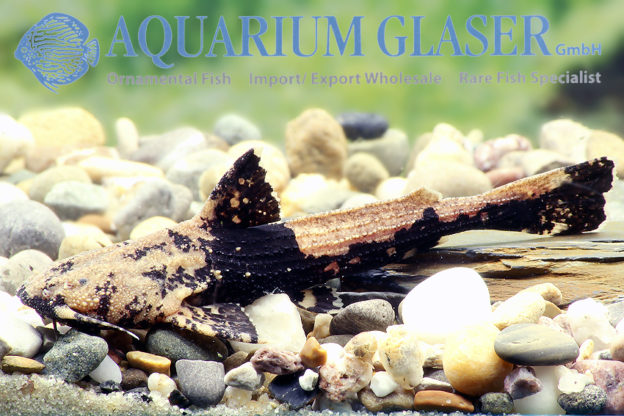 Acrochordonichthys rugosus - Aquarium Glaser GmbH