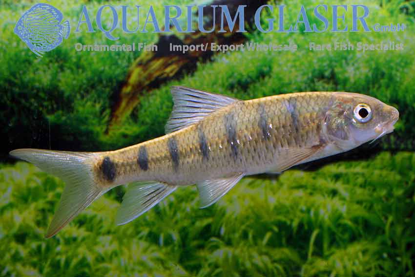 Acrossocheilus paradoxus - Aquarium Glaser GmbH