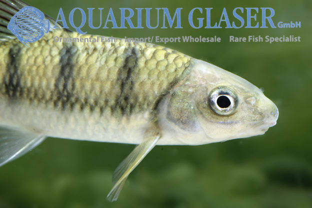 Acrossocheilus paradoxus - Aquarium Glaser GmbH