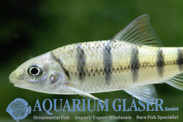 Acrossocheilus - Aquarium Glaser GmbH