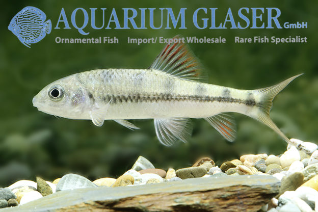 Acrossocheilus paradoxus - Aquarium Glaser GmbH