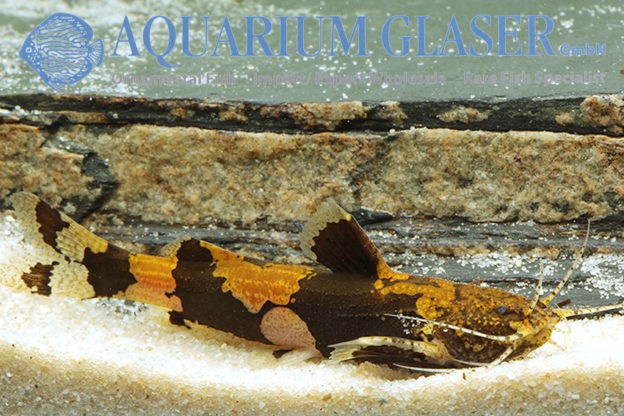 Akysis prashadi - Aquarium Glaser GmbH