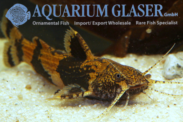 Akysis prashadi - Aquarium Glaser GmbH
