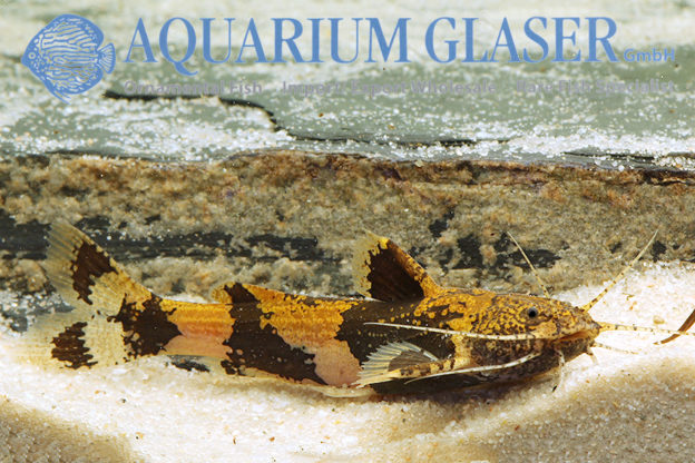 Akysis prashadi - Aquarium Glaser GmbH