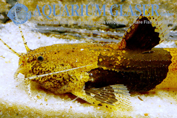 Akysis prashadi - Aquarium Glaser GmbH