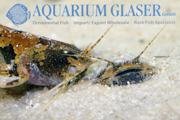 Akysis portellus - Aquarium Glaser GmbH