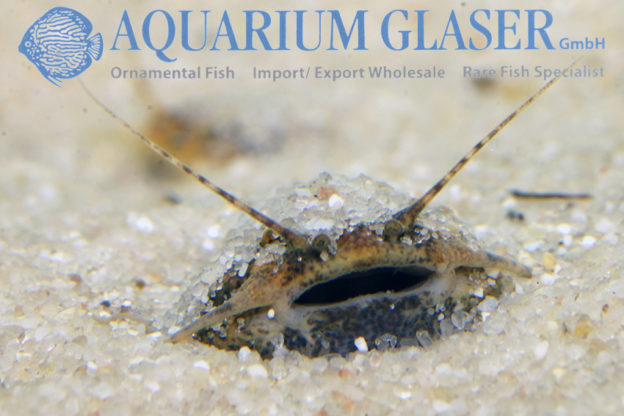 Akysis portellus - Aquarium Glaser GmbH