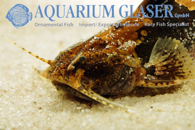 Akysis portellus - Aquarium Glaser GmbH