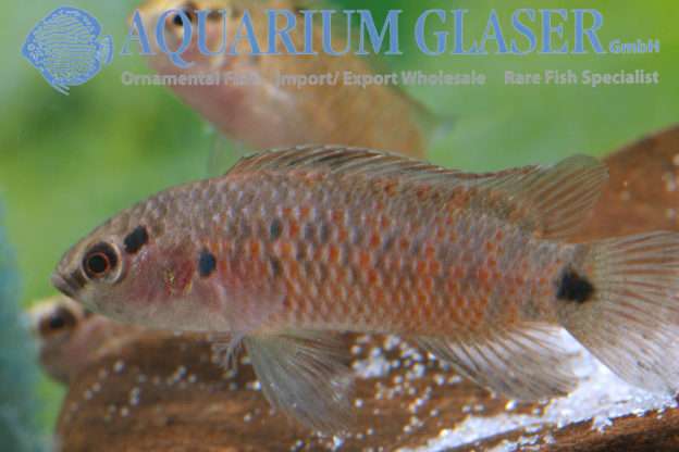 Badis pallidus - Aquarium Glaser GmbH
