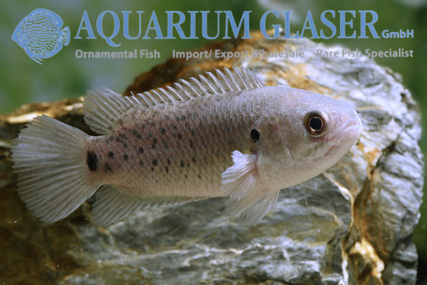 Anabas testudineus - Aquarium Glaser GmbH