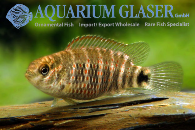 chameleon fish - Aquarium Glaser GmbH