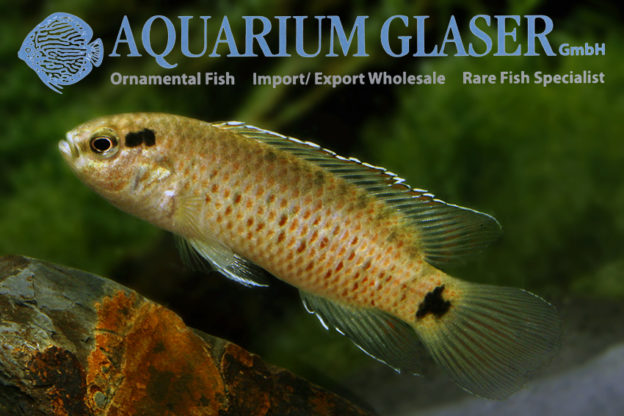 chameleon fish - Aquarium Glaser GmbH