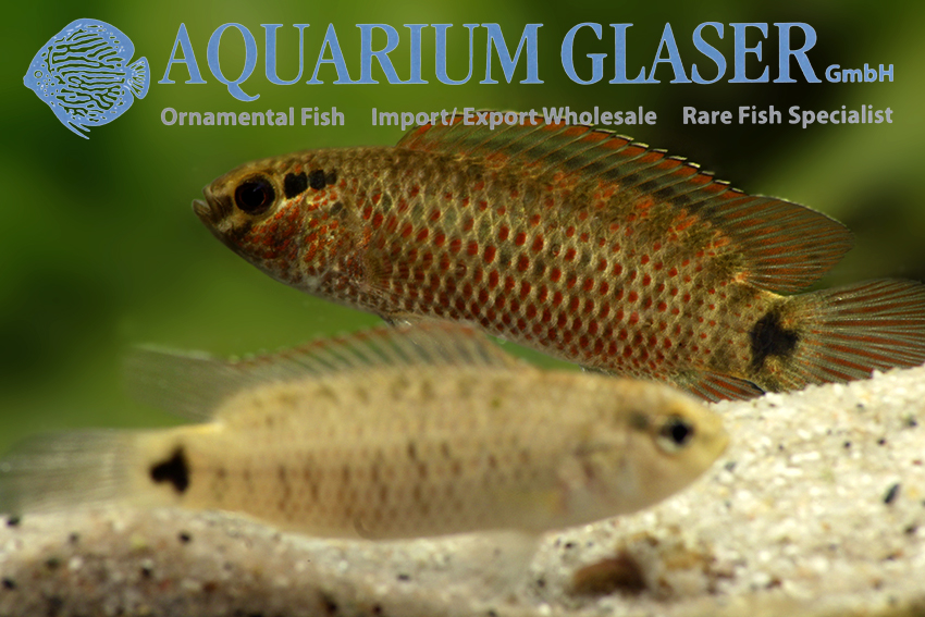 Badis autumnum - Aquarium Glaser GmbH