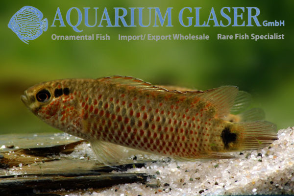 chameleon fish - Aquarium Glaser GmbH