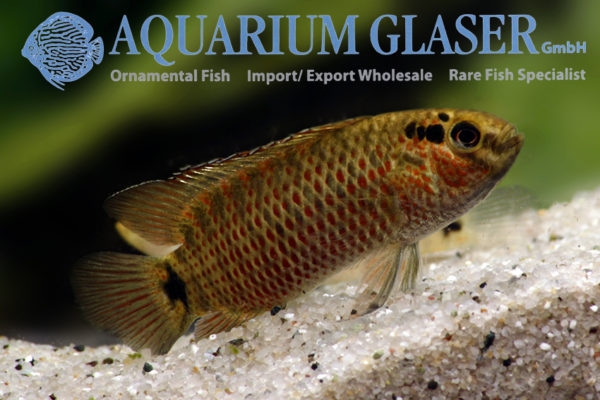 chameleon fish - Aquarium Glaser GmbH