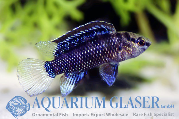 Badis badis - Aquarium Glaser GmbH