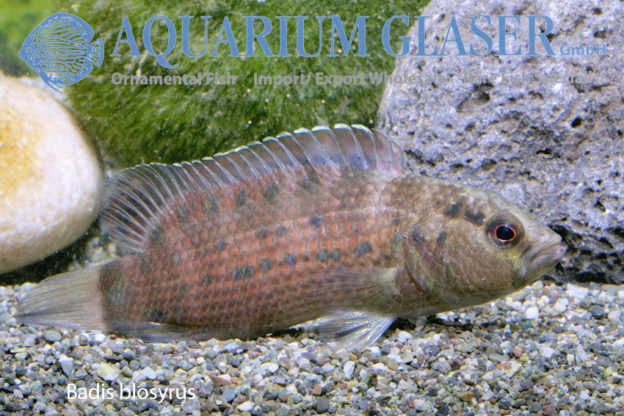 Badis assamensis and Badis blosyrus - Aquarium Glaser GmbH