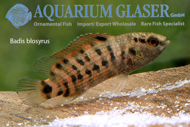 Badis assamensis and Badis blosyrus - Aquarium Glaser GmbH