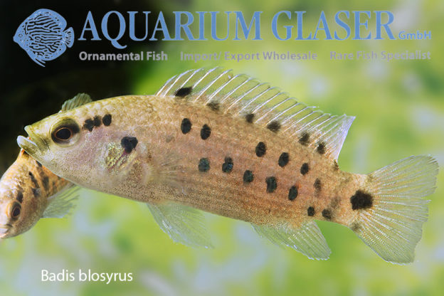 Badis assamensis and Badis blosyrus - Aquarium Glaser GmbH