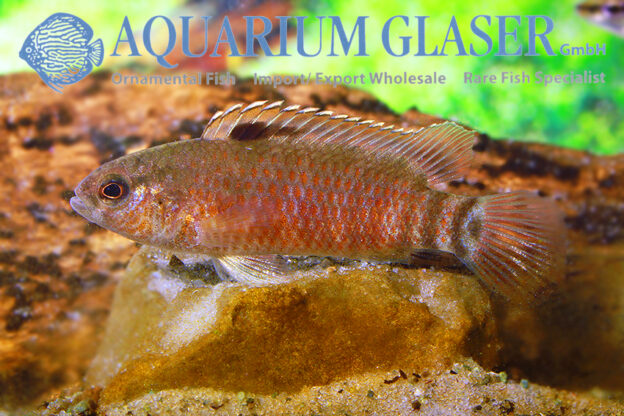 Badis singenensis ( = sp. Buxar) - Aquarium Glaser GmbH