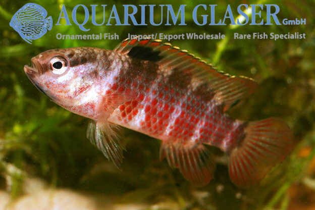 Badis singenensis ( = sp. Buxar) - Aquarium Glaser GmbH