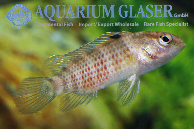 Badis singenensis ( = sp. Buxar) - Aquarium Glaser GmbH