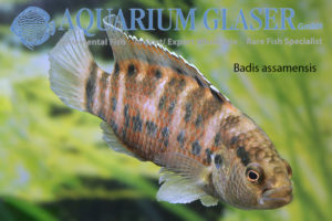 Badis assamensis and Badis blosyrus - Aquarium Glaser GmbH