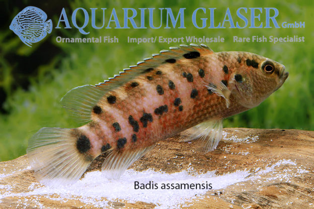 Badis assamensis and Badis blosyrus - Aquarium Glaser GmbH