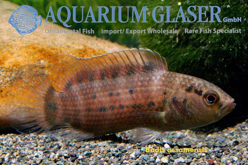 Badis Fish