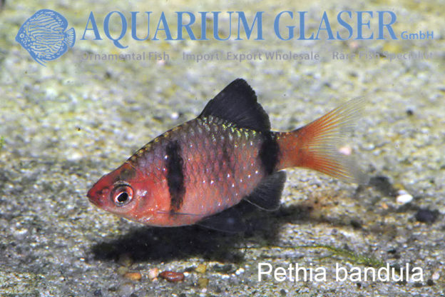 Pethia bandula - Aquarium Glaser GmbH