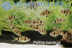 Pethia bandula - Aquarium Glaser GmbH
