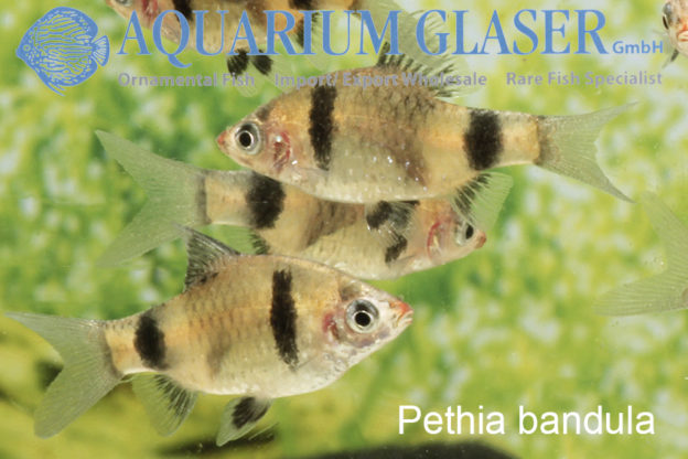 Pethia bandula - Aquarium Glaser GmbH