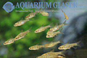 Enteromius fasciolatus ( = Barbus fasciolatus, Barbus barilioides ...