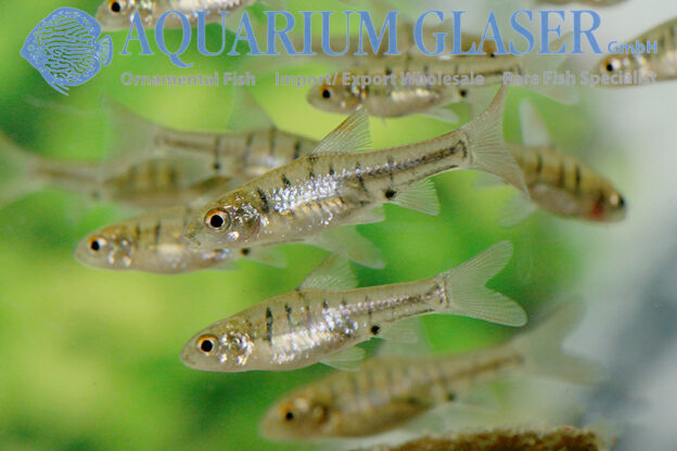 Enteromius fasciolatus ( = Barbus fasciolatus, Barbus barilioides ...
