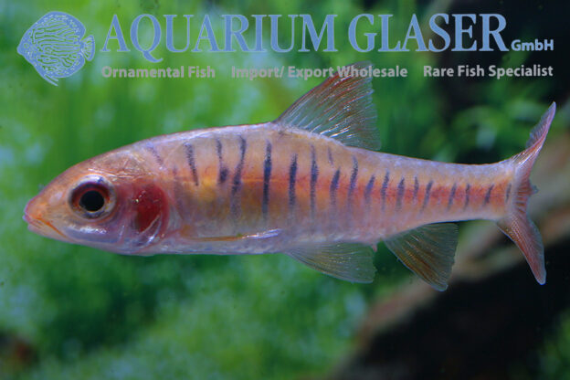 Enteromius fasciolatus ( = Barbus fasciolatus, Barbus barilioides ...