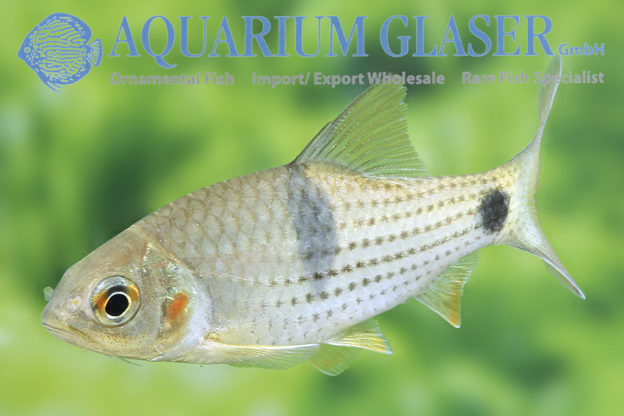 Systomus - Aquarium Glaser GmbH