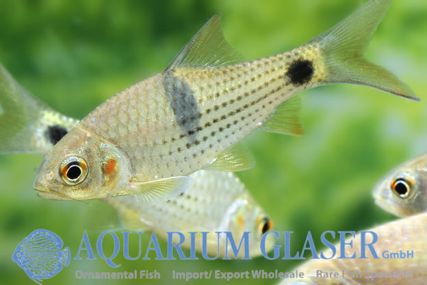 Systomus - Aquarium Glaser GmbH