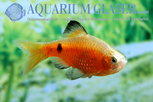 Pethia conchonius (formerly Barbus or Puntius conchonius) - Aquarium ...