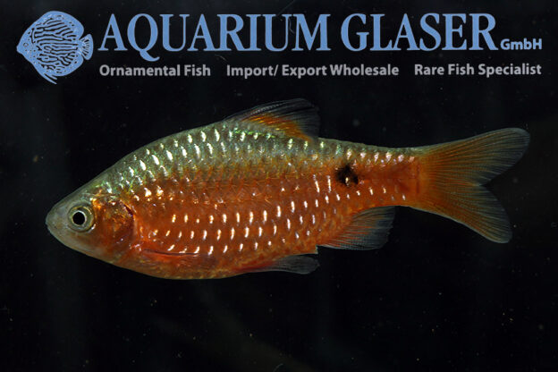 Pethia conchonius (formerly Barbus or Puntius conchonius) - Aquarium ...