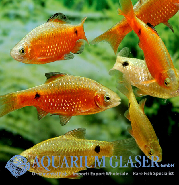 Pethia conchonius (formerly Barbus or Puntius conchonius) - Aquarium ...