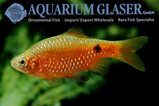 Pethia conchonius (früher Barbus oder Puntius conchonius) - Aquarium Glaser GmbH