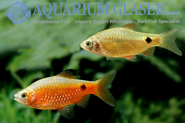 Pethia conchonius (früher Barbus oder Puntius conchonius) - Aquarium Glaser GmbH