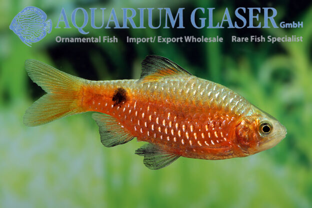 Pethia conchonius (früher Barbus oder Puntius conchonius) - Aquarium Glaser GmbH