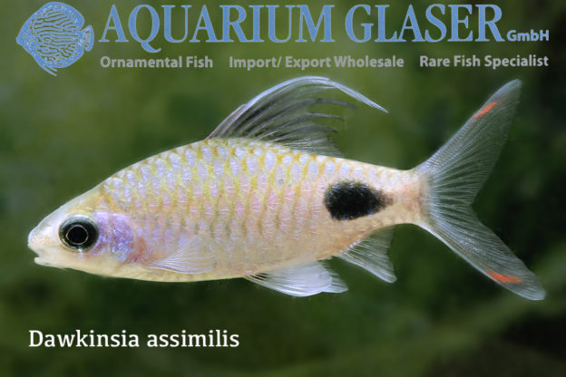 Dawkinsia assimilis - Aquarium Glaser GmbH