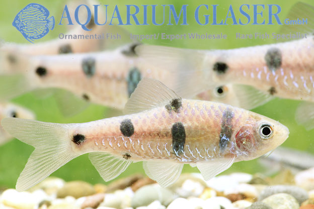 Barbodes dunckeri (= „Barbus everetti“) - Aquarium Glaser GmbH