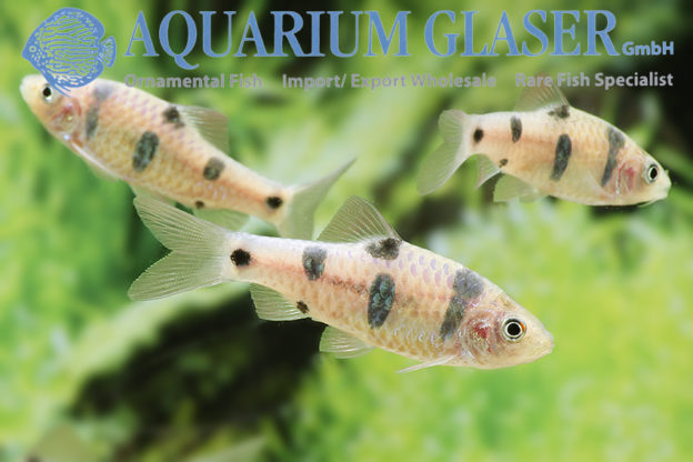 Barbodes dunckeri (= "Barbus everetti") - Aquarium Glaser GmbH