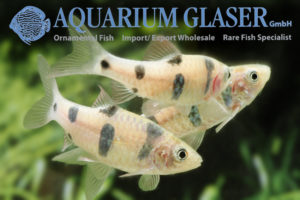 Barbodes dunckeri (= "Barbus everetti") - Aquarium Glaser GmbH
